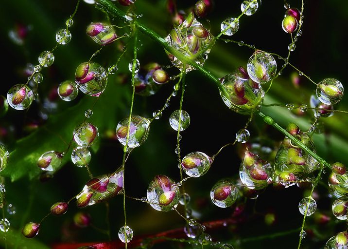 Indra's Magnificent Jeweled Net